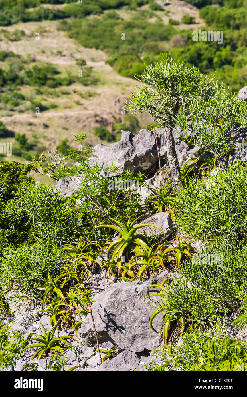 Typical vegetation of northern Madagascar Stock Photo - Alamy