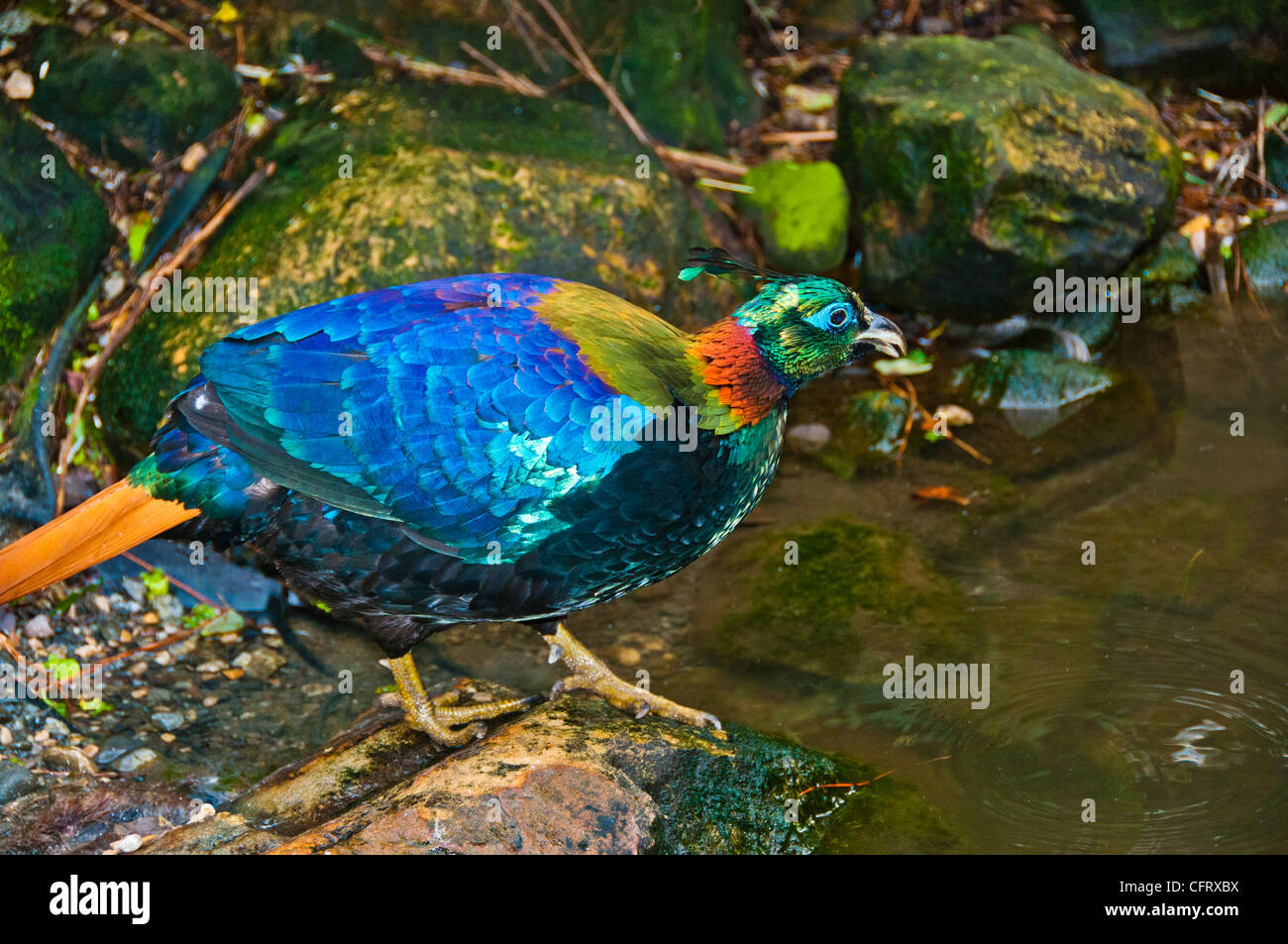 Monal hi-res stock photography and images - Alamy