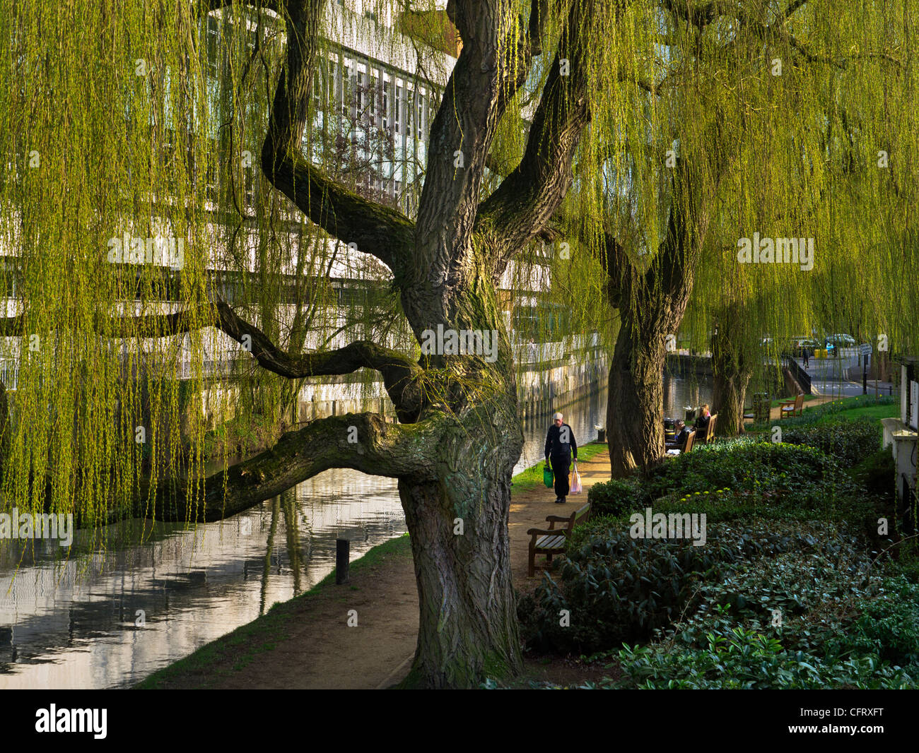 The River Wey with towpath and spring "Weeping Willow" tree Guildford ...