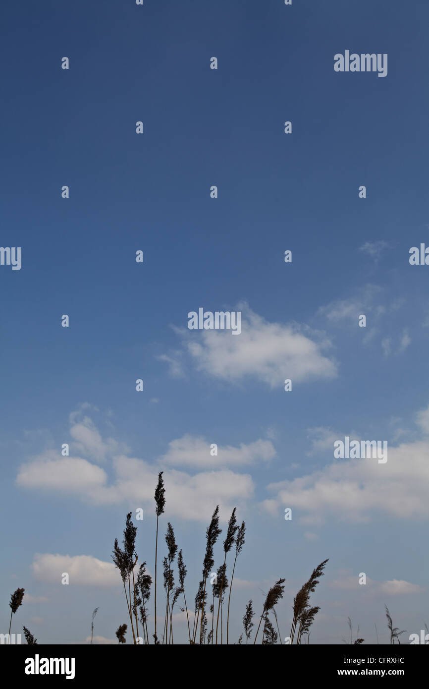 Looking at the sky through some reeds Stock Photo - Alamy