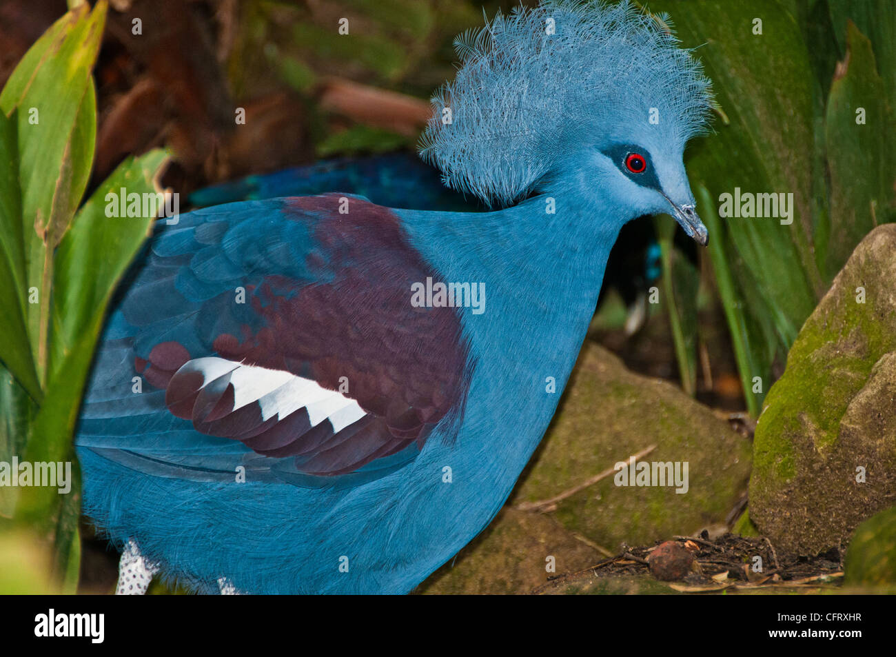 Blue Crowned Pigeon High Resolution Stock Photography and Images - Alamy