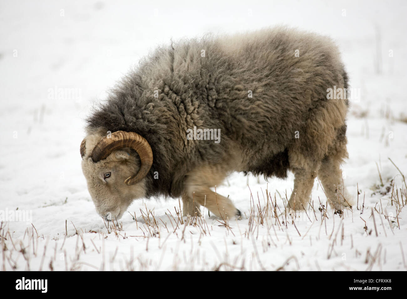 Long horn sheep hi-res stock photography and images - Alamy