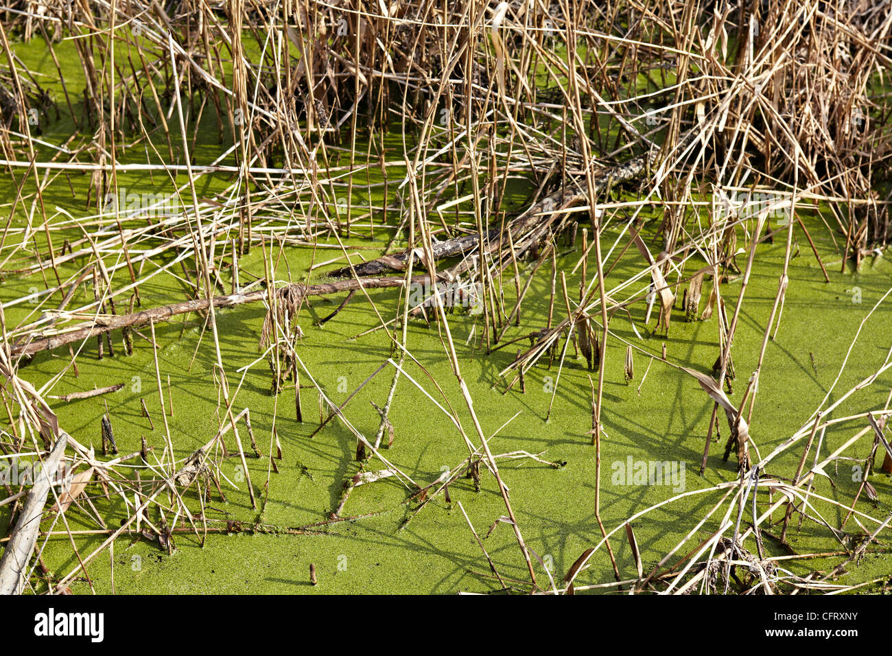 Green water weed hi-res stock photography and images - Alamy