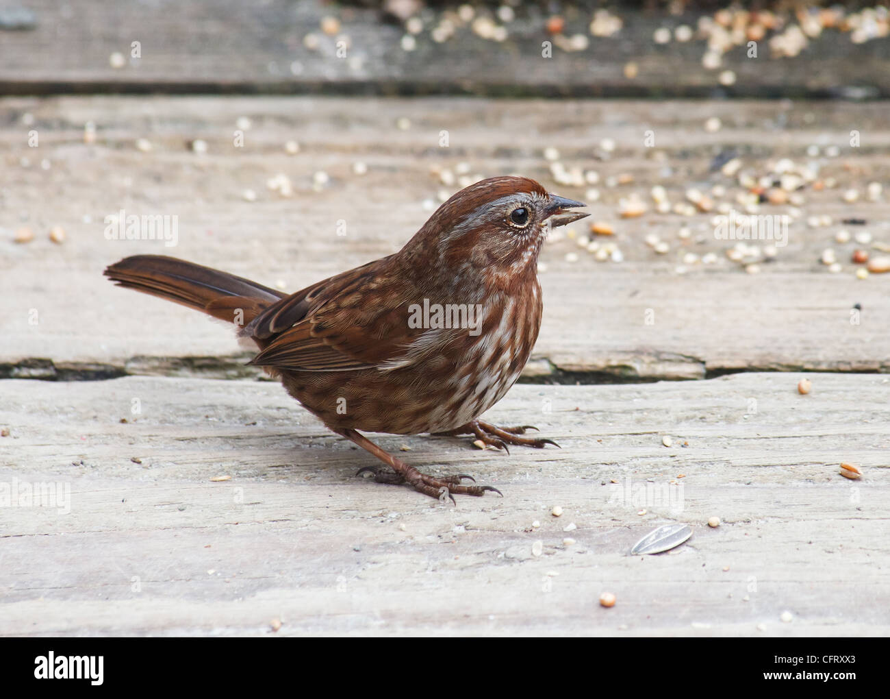 Song Sparrow close up shot Stock Photo - Alamy