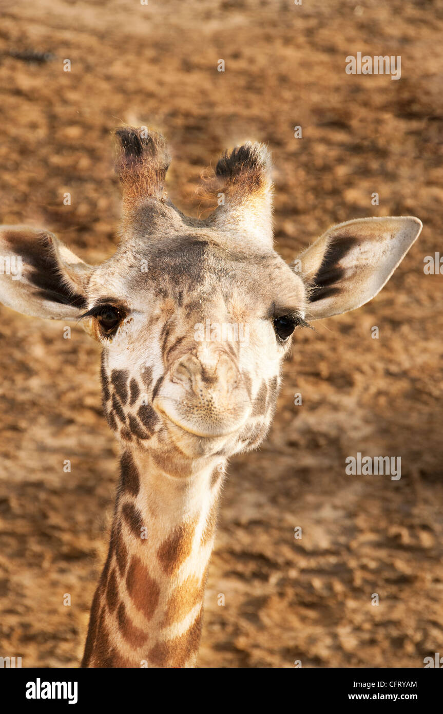 African giraffe hi-res stock photography and images - Alamy