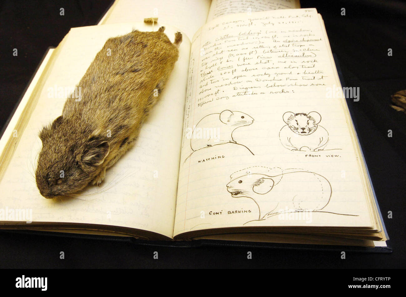 The field notes that match a pika specimen (shown at left) taken by ...