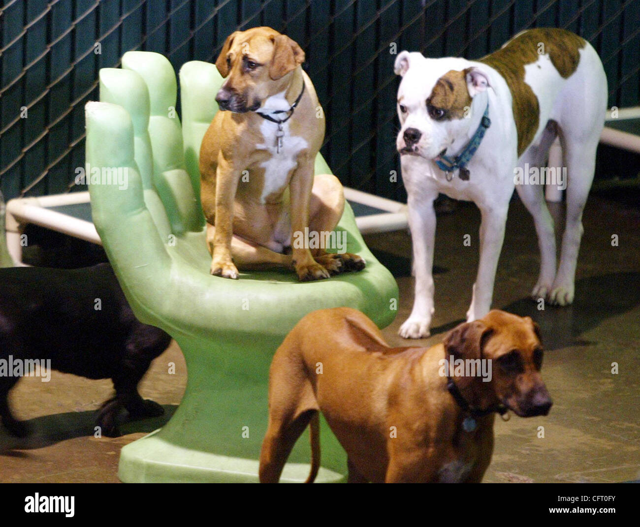 (Ray Chavez/The Oakland Tribune) Some of the dogs wandering around at ...