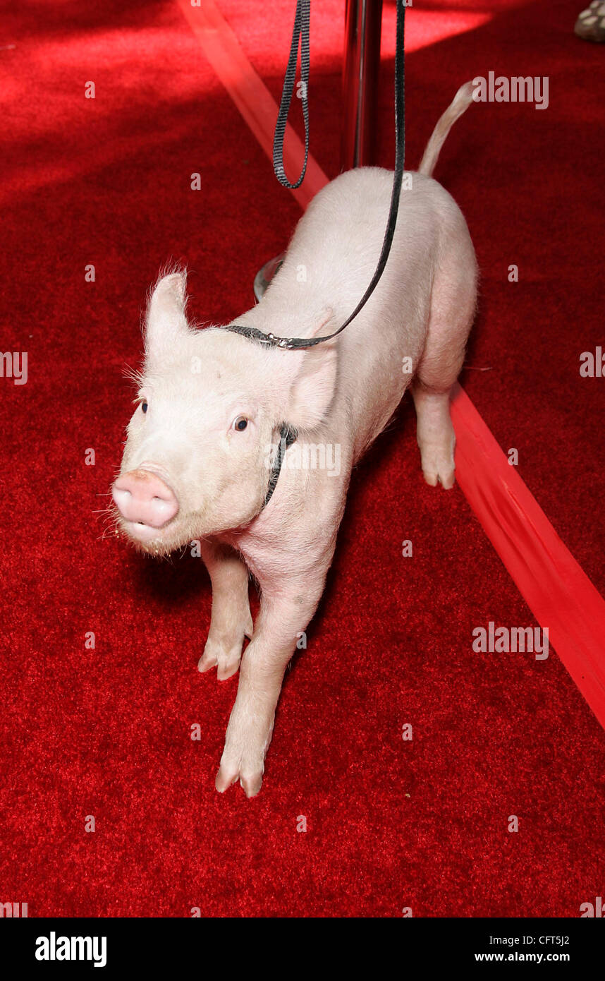 Dec 10, 2006; Hollywood, California, USA; WILBER The PIG at the ...