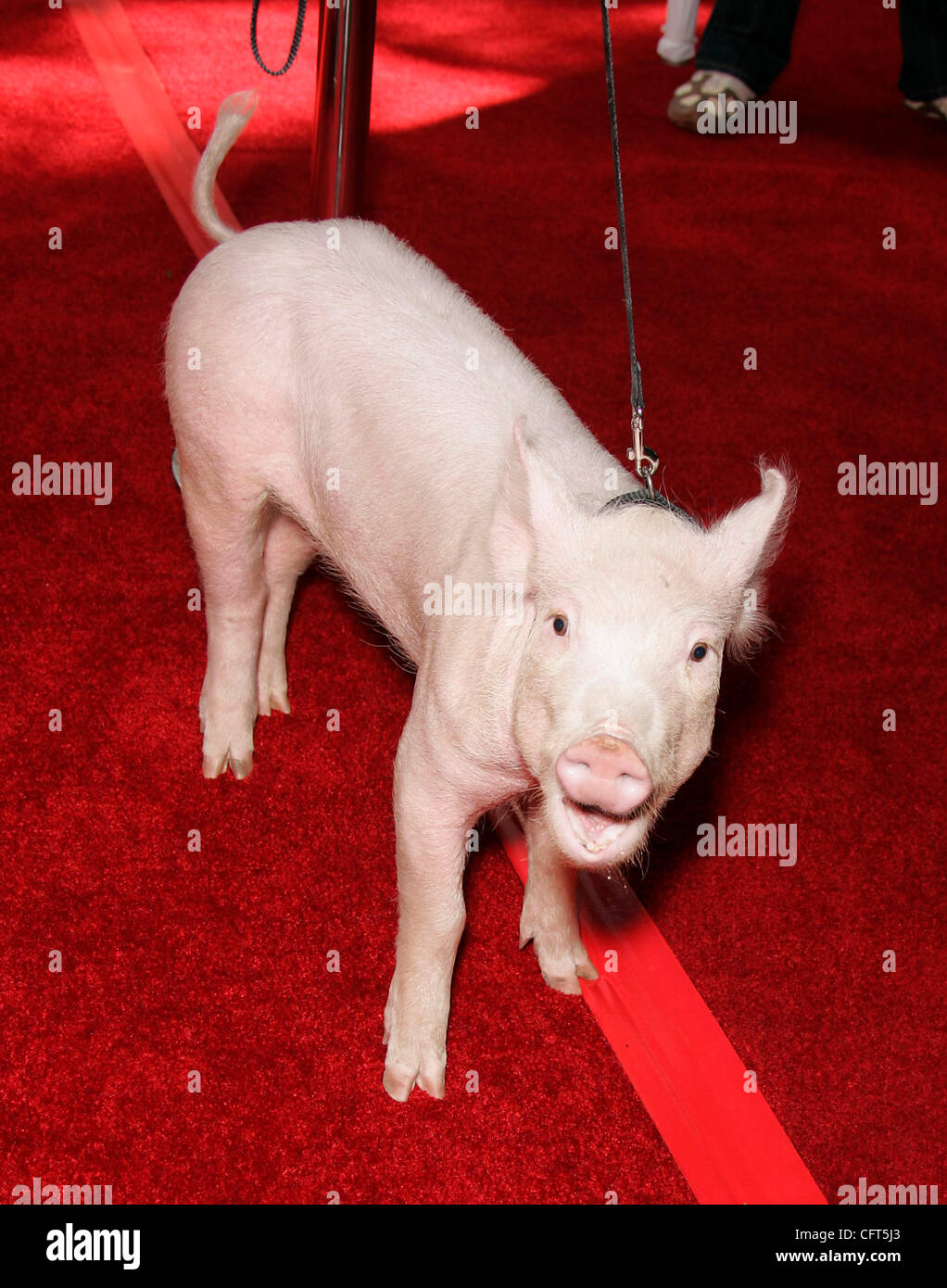 Charlottes web theatre hi-res stock photography and images - Alamy