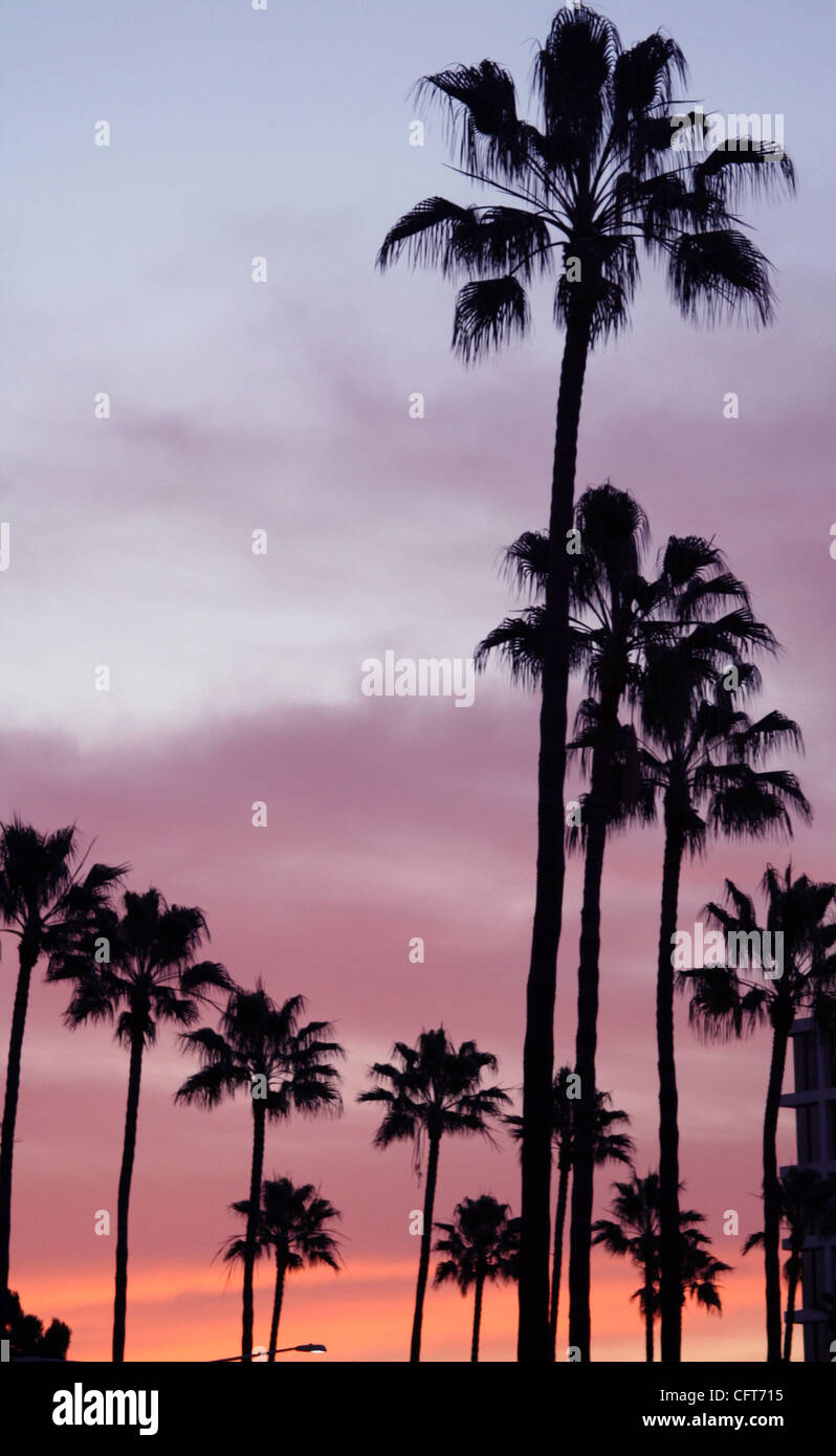 Dec 13, 2006; Newport Beach, CA, USA; Beyond the palm trees, the sky is ...