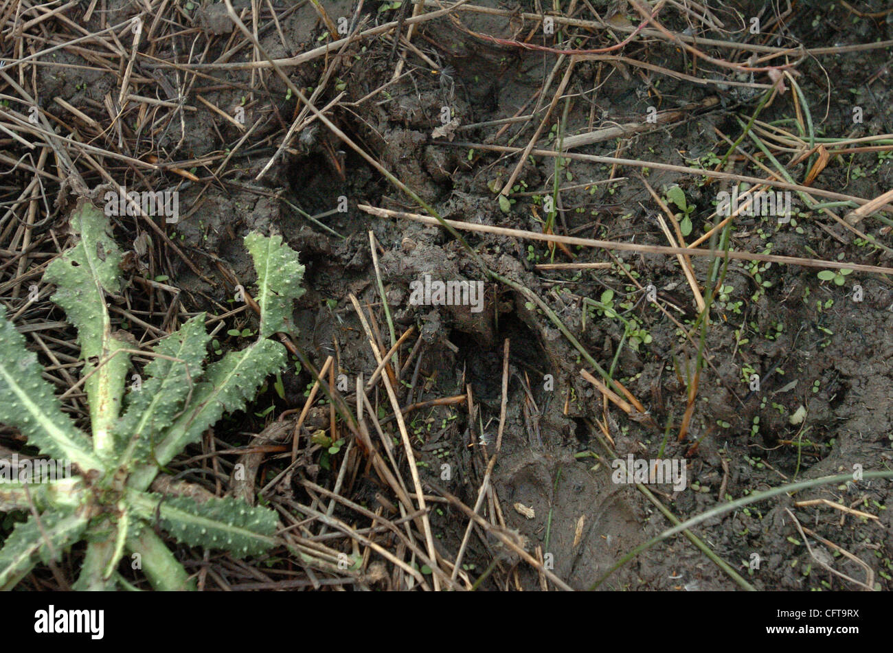 Pig tracks mean the wild pigs are just a step ahead of hunters in the ...