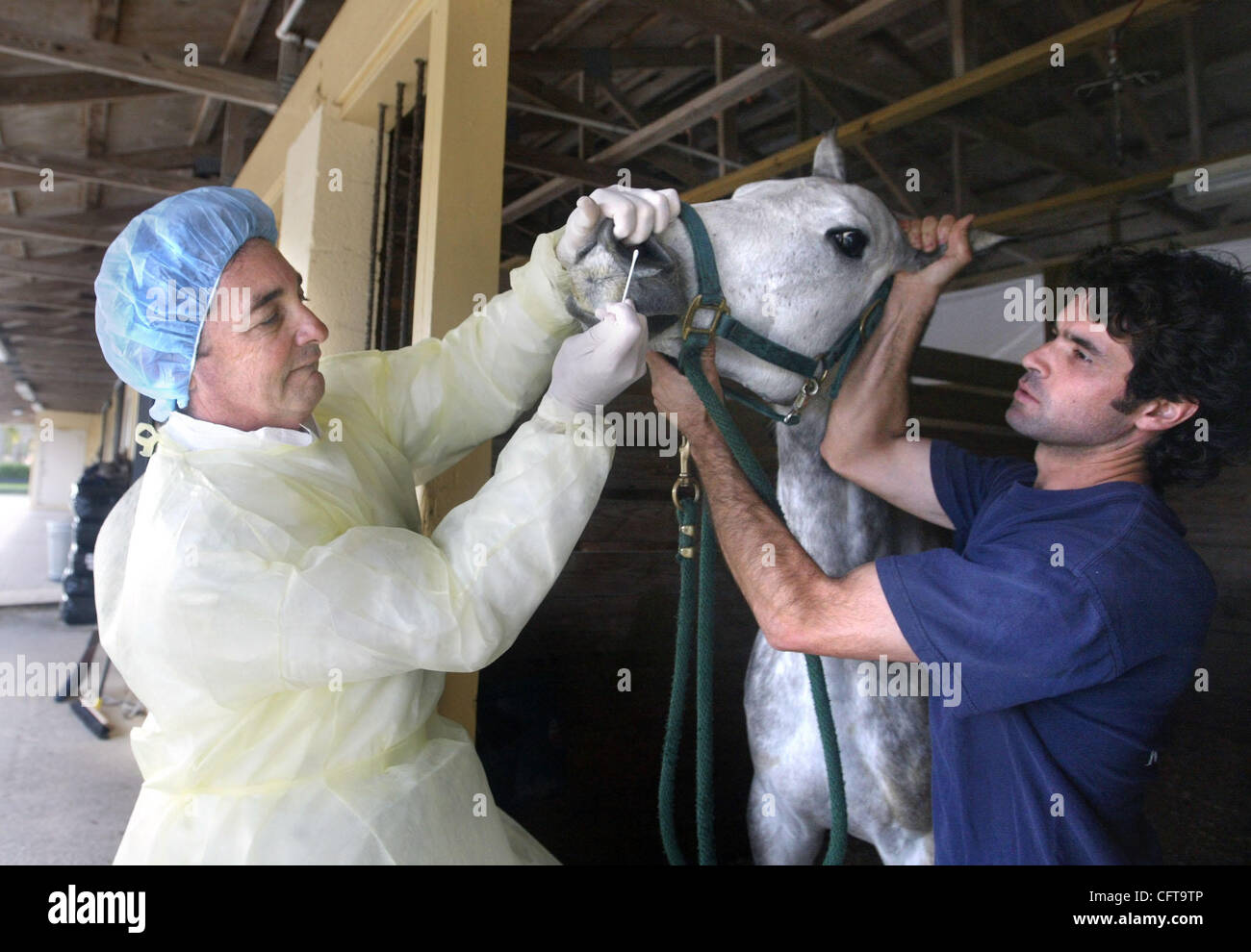 Nasal swab horse hi-res stock photography and images - Alamy