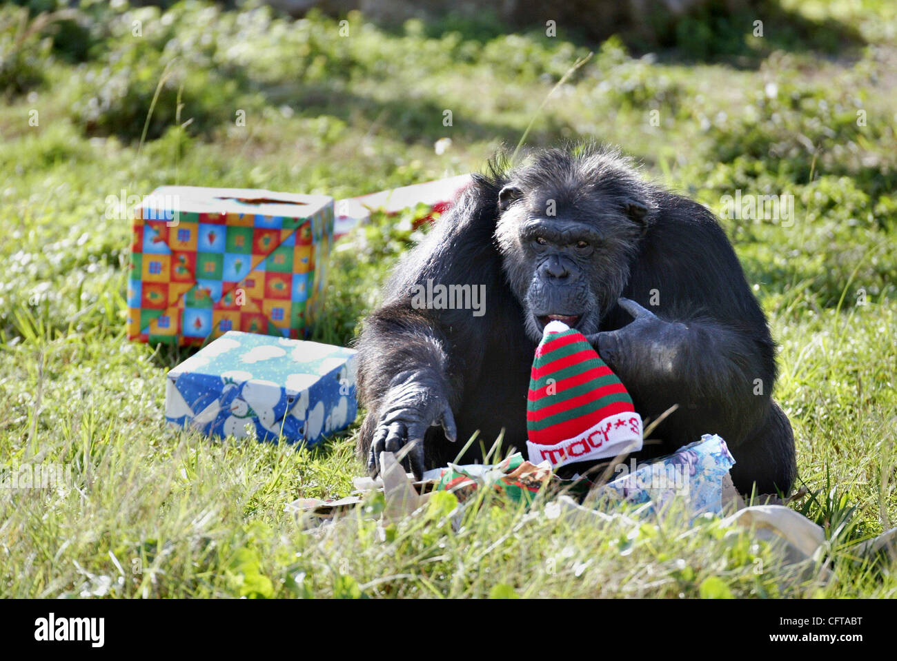122106 w met chimps 1-- Palm Beach Post staff photo by Taylor Jones ...