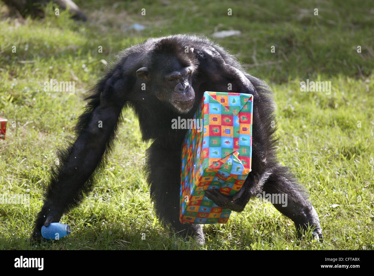 122106 w met chimps 11 -- Palm Beach Post staff photo by Taylor Jones ...