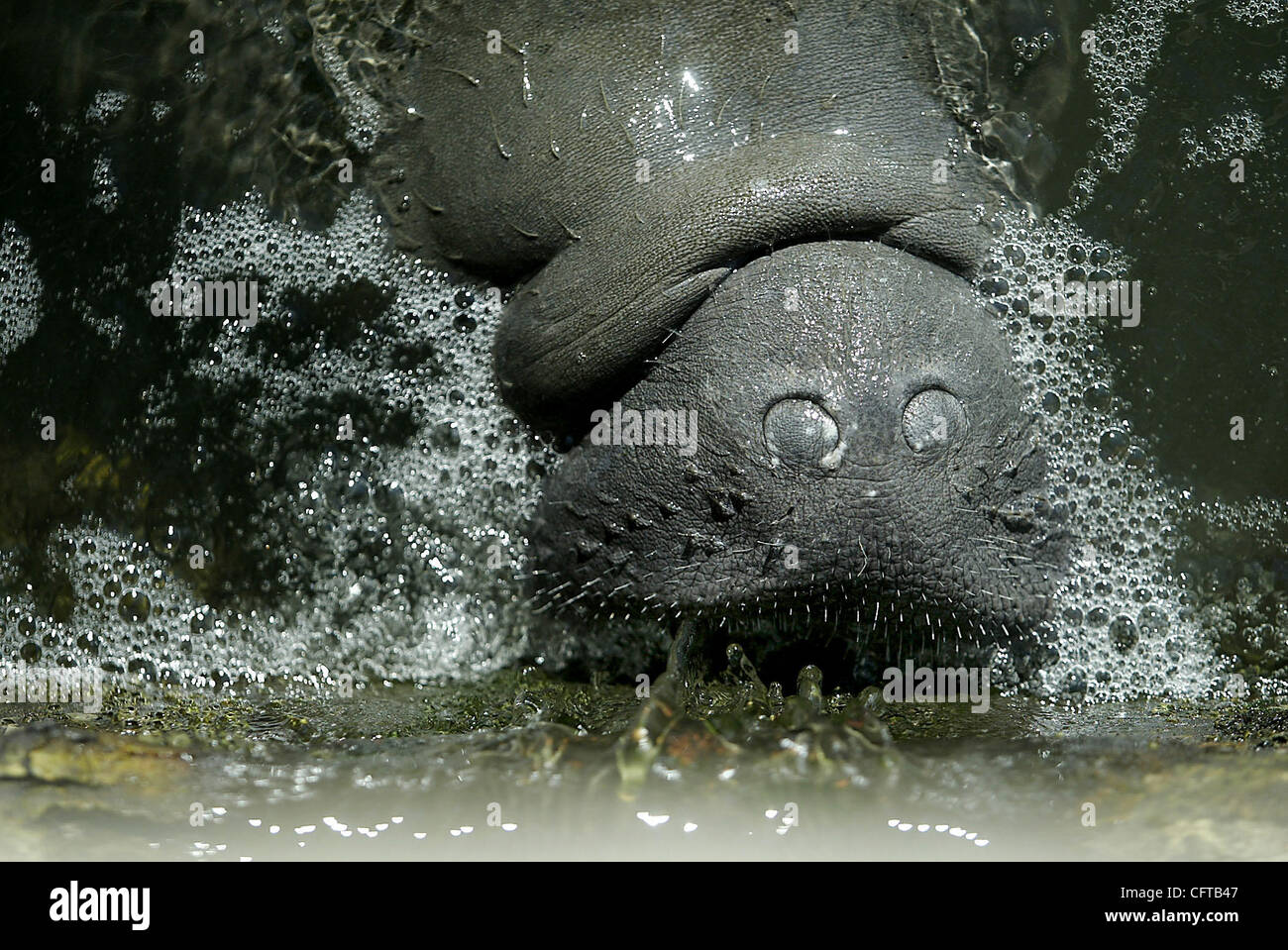 122706 tc met 1of3 manatee staff photo by Meghan McCarthy/The Palm ...