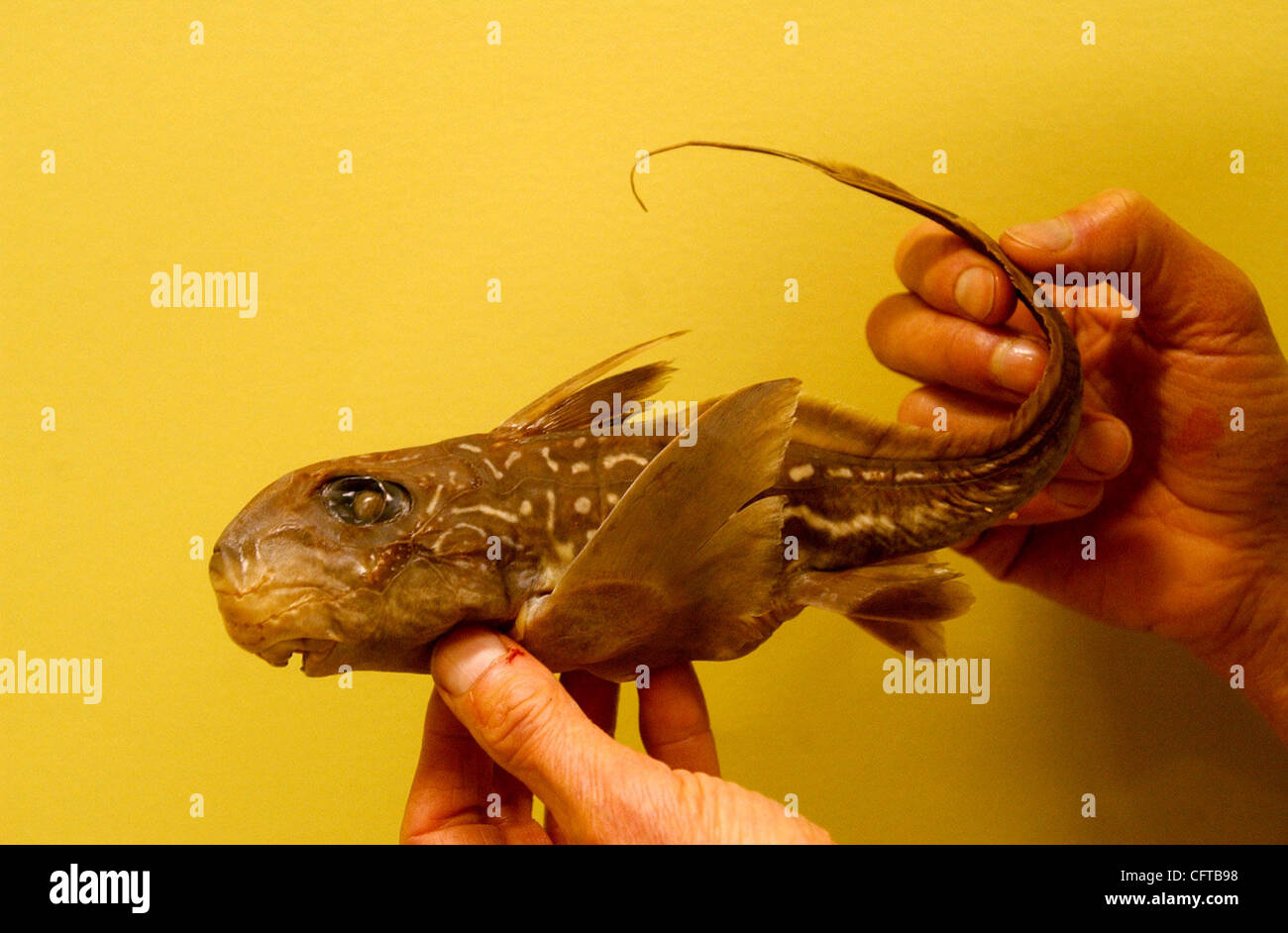 Chimaera Pup Fish Small Eyed Rabbitfish (Hydrolagus Affinis) Caught As