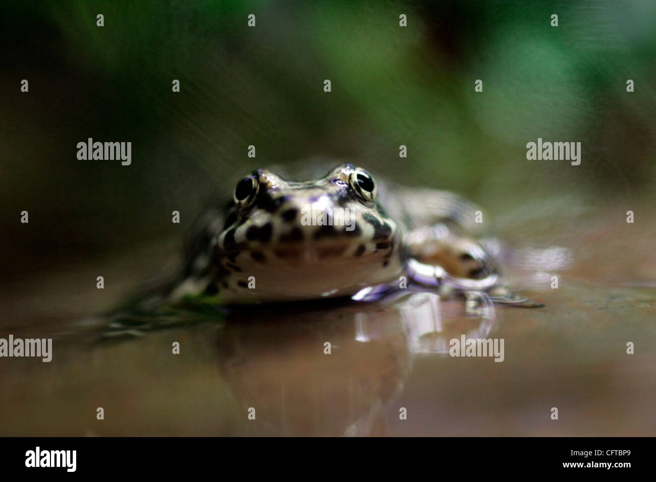 January 2, 2007 , San Diego,- Herpetologist JEFF LEMM, who works at the ...
