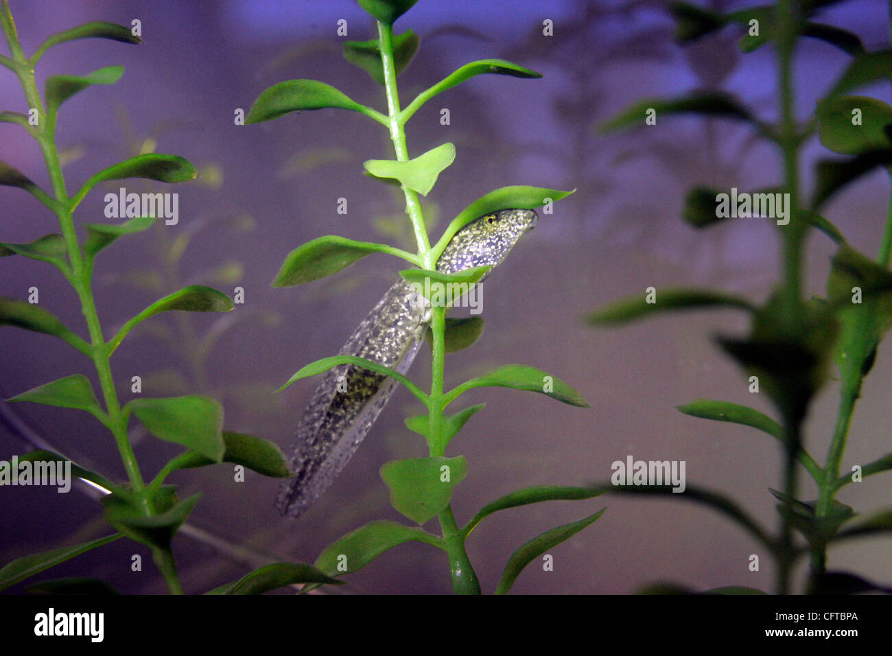 January 2, 2007 , San Diego,- Herpetologist JEFF LEMM, who works at the ...