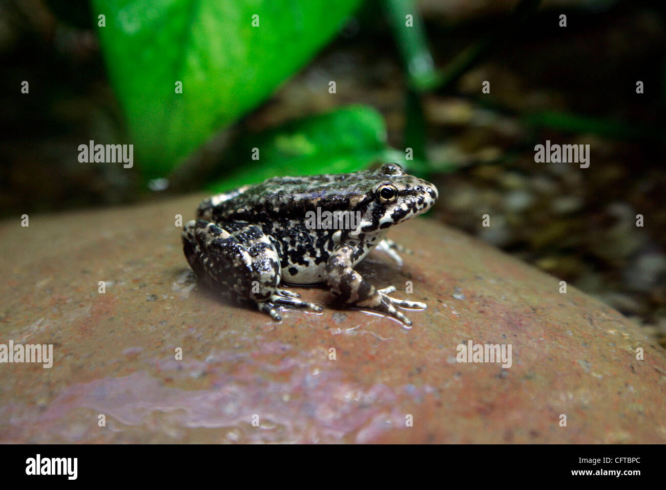 January 2, 2007 , San Diego,- Herpetologist JEFF LEMM, who works at the ...