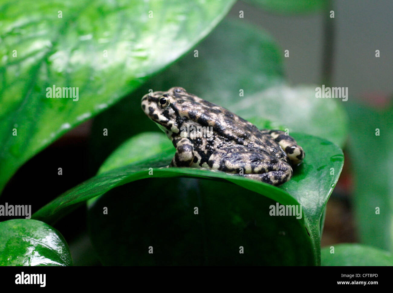 January 2, 2007 , San Diego,- Herpetologist JEFF LEMM, who works at the ...