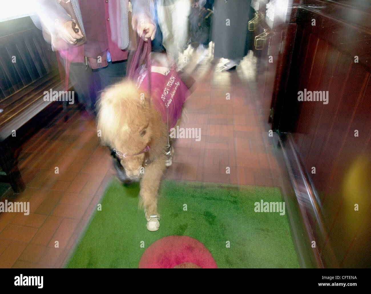 Guide horse Cuddles leads the way into an Atlanta restaurant on Tuesday ...
