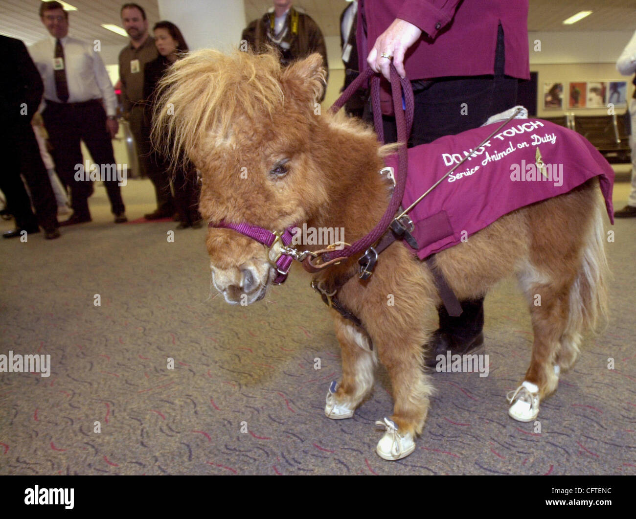 Guide horse Cuddles at Hartsfield Atlanta International Airport on ...