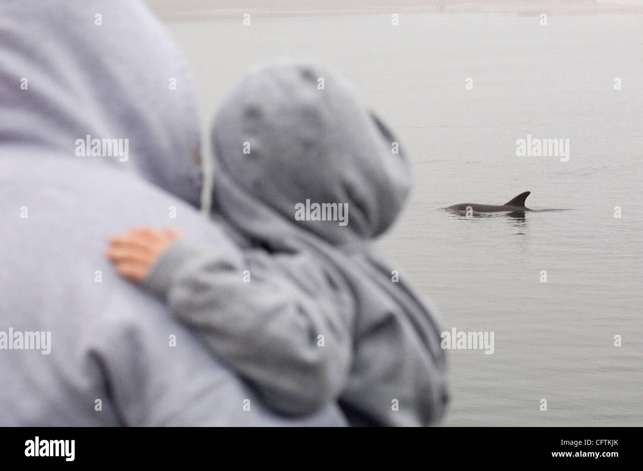 East Hampton, NY - 1/15/07 - The remaining dolphins of a small pod that ...