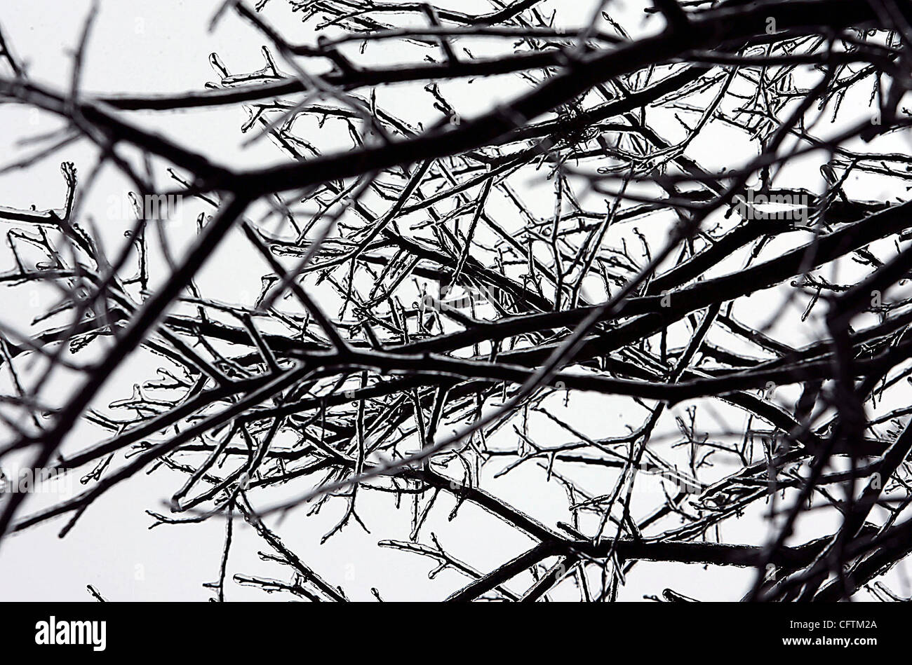 METRO- Frozen limbs are starting to fall over as the weight of the ice ...