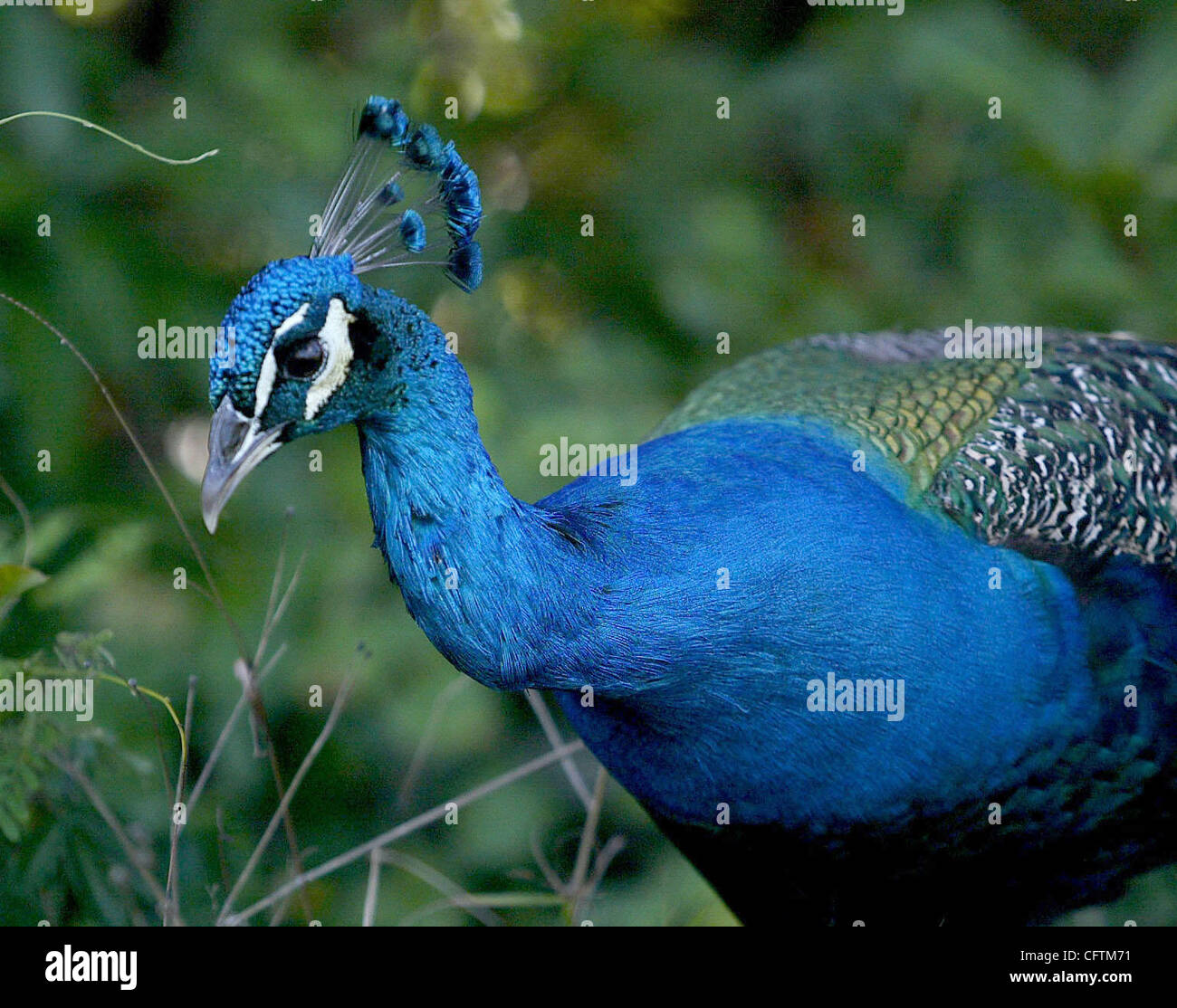 Three peacocks hi-res stock photography and images - Alamy