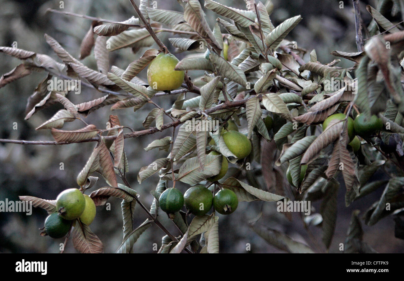 January 20, 2007 Valley Center, CA Bunches of guava fruit sit on a tree ...