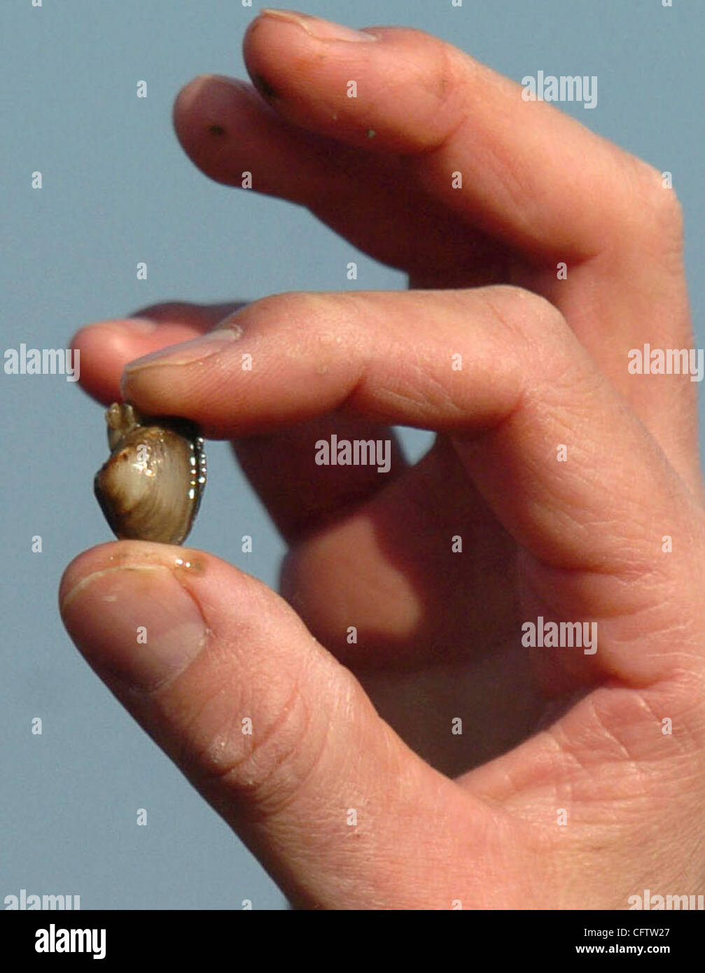 An Asian overbite clam was collected by students at the marina in ...