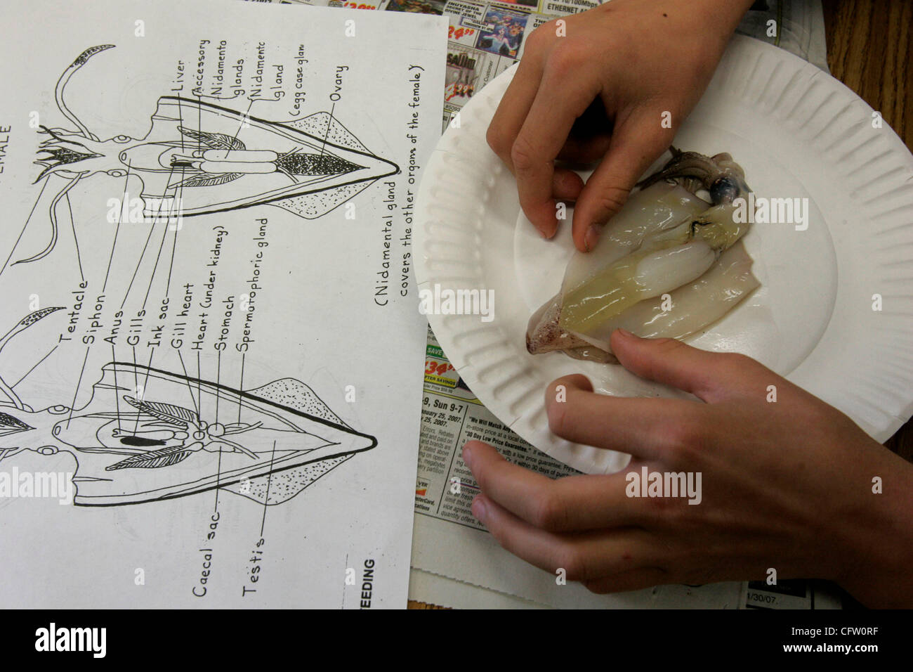 Dissecting class hi-res stock photography and images - Alamy