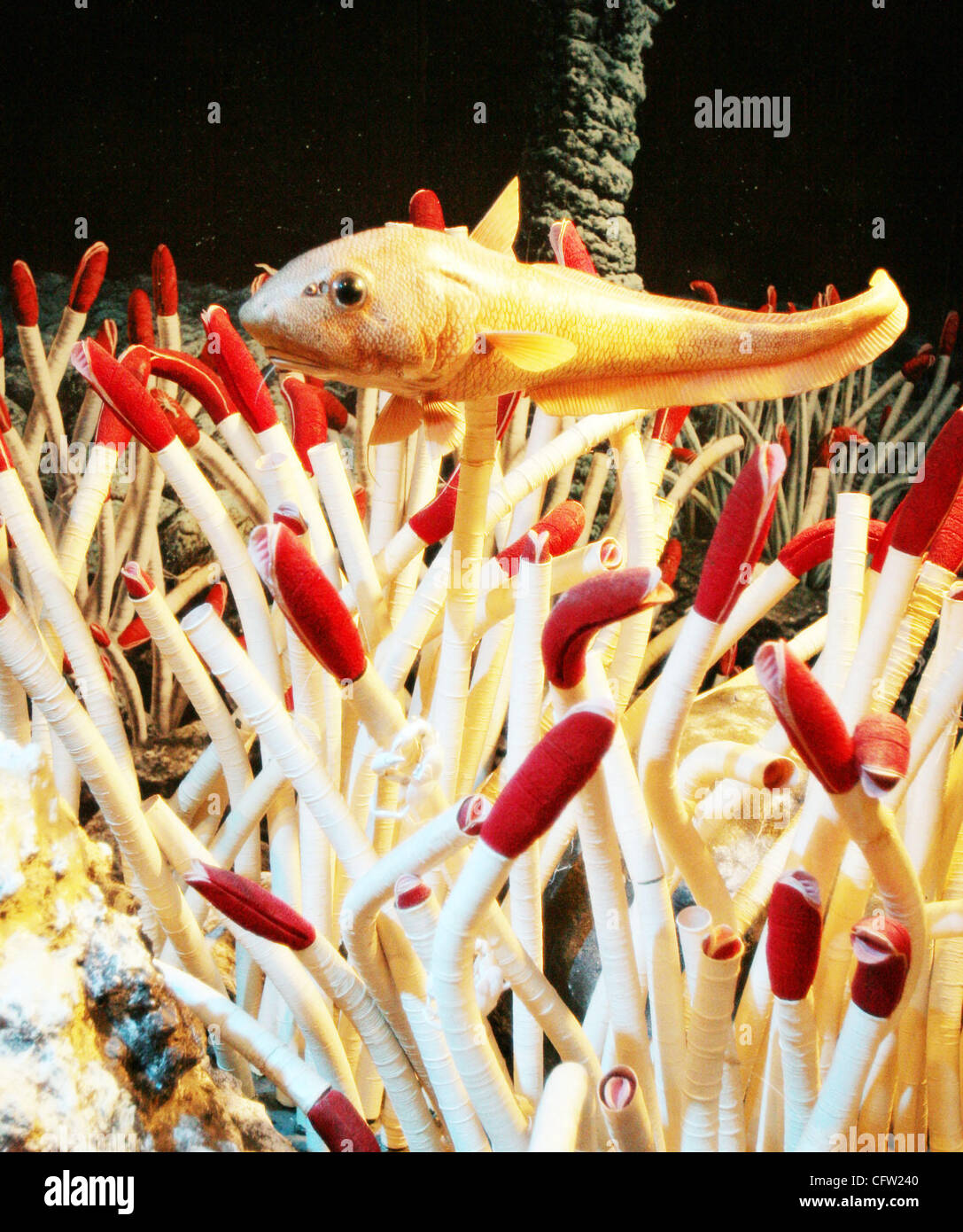 A deep ocean-dwelling fish is one of the exhibits in the Chabot Space ...