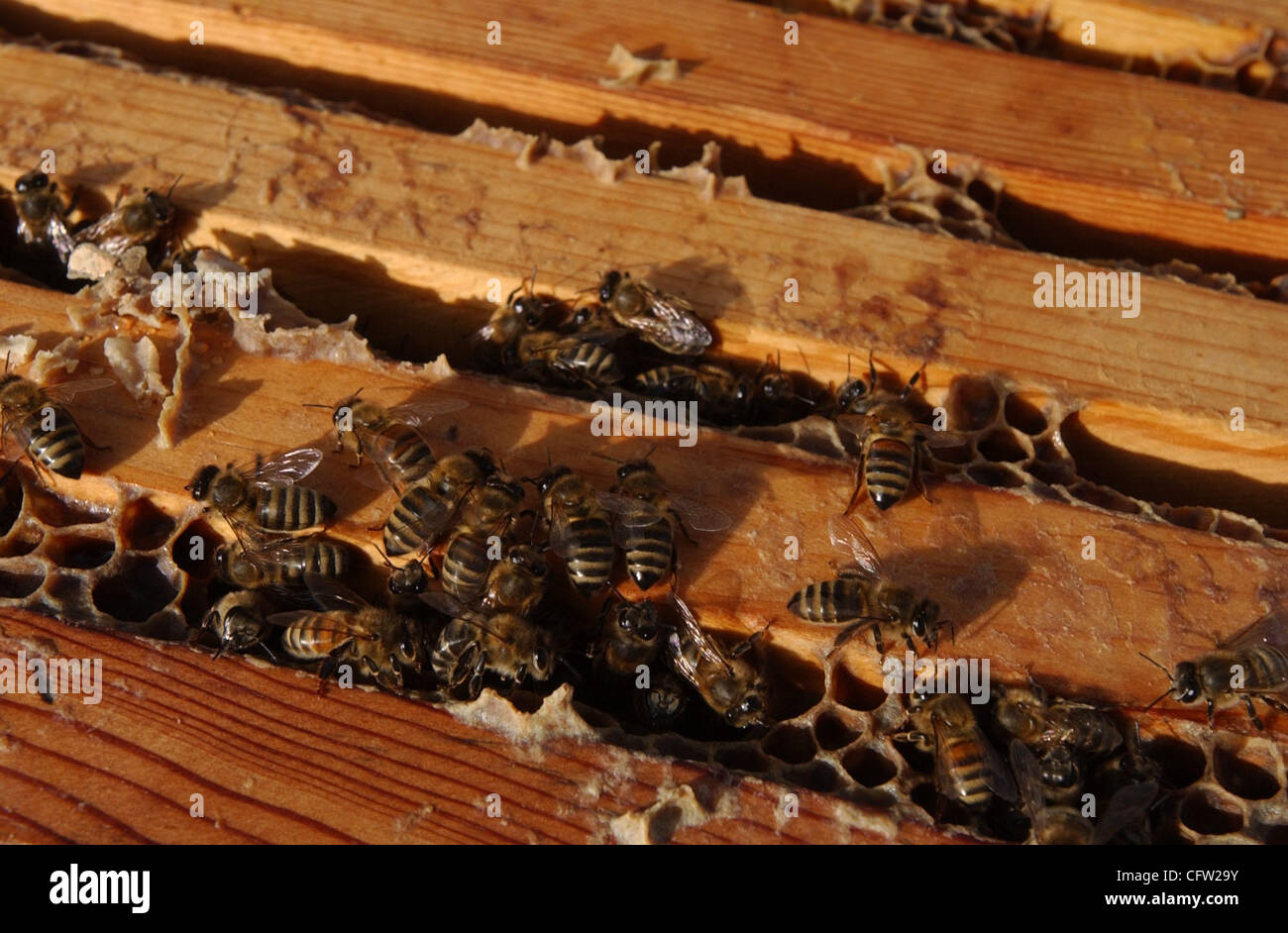 Mites are devastating the bee industry, more than 1 million collonies ...