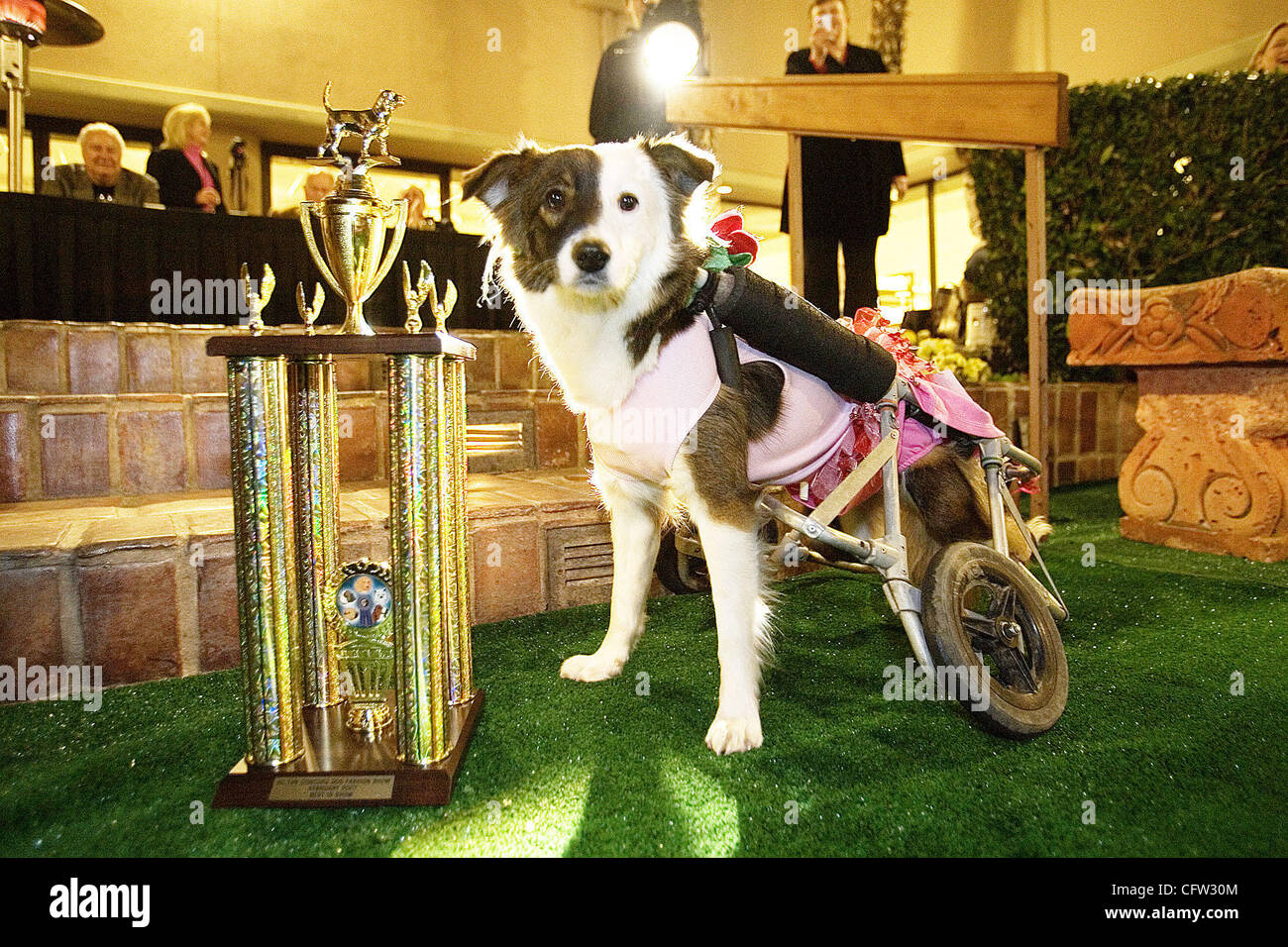 Anna-Marie, who won the ARF 2nd annual canine celebrity fashion show ...