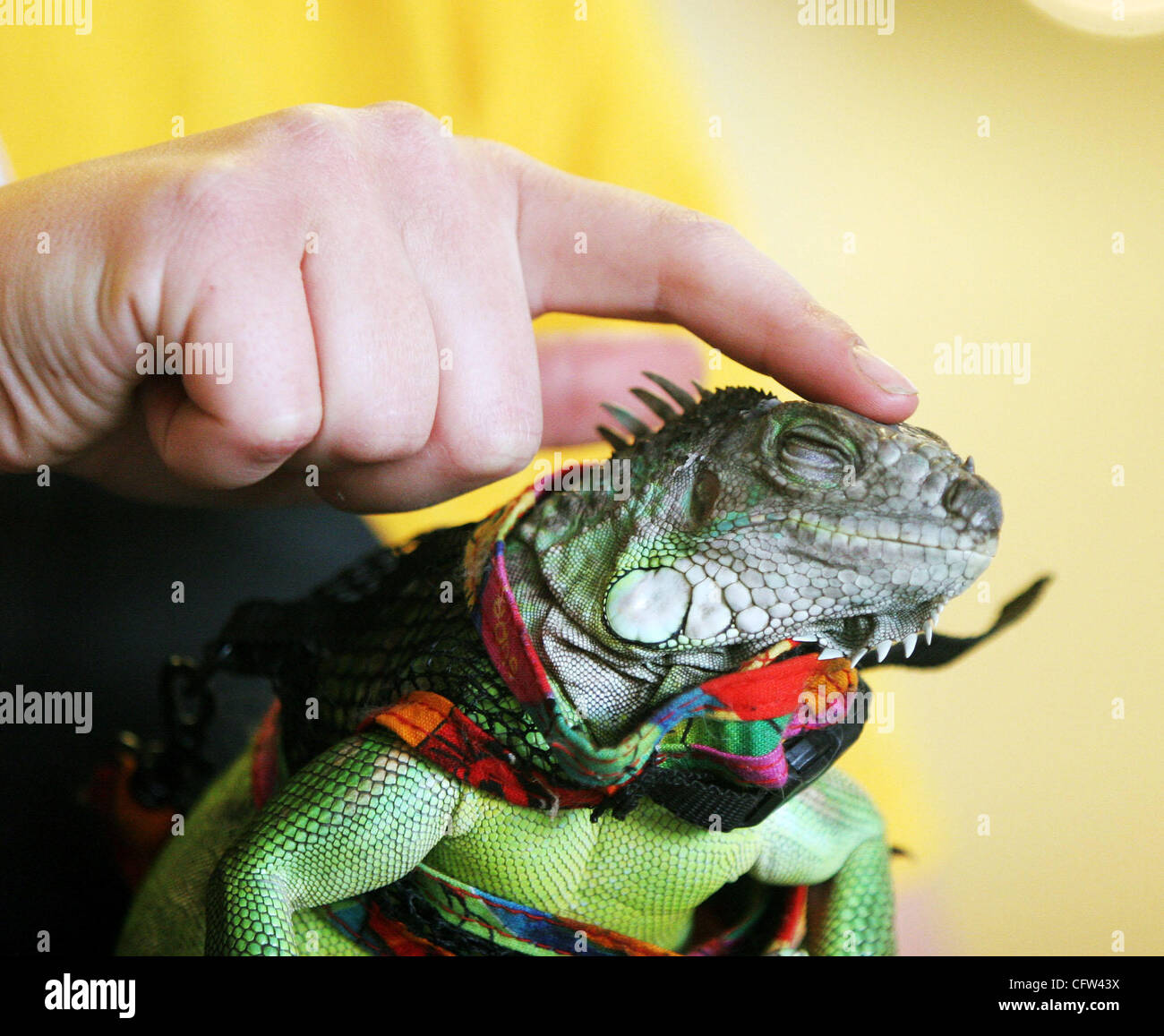 A green iguana is soothed by being stroked on the head by museum ...