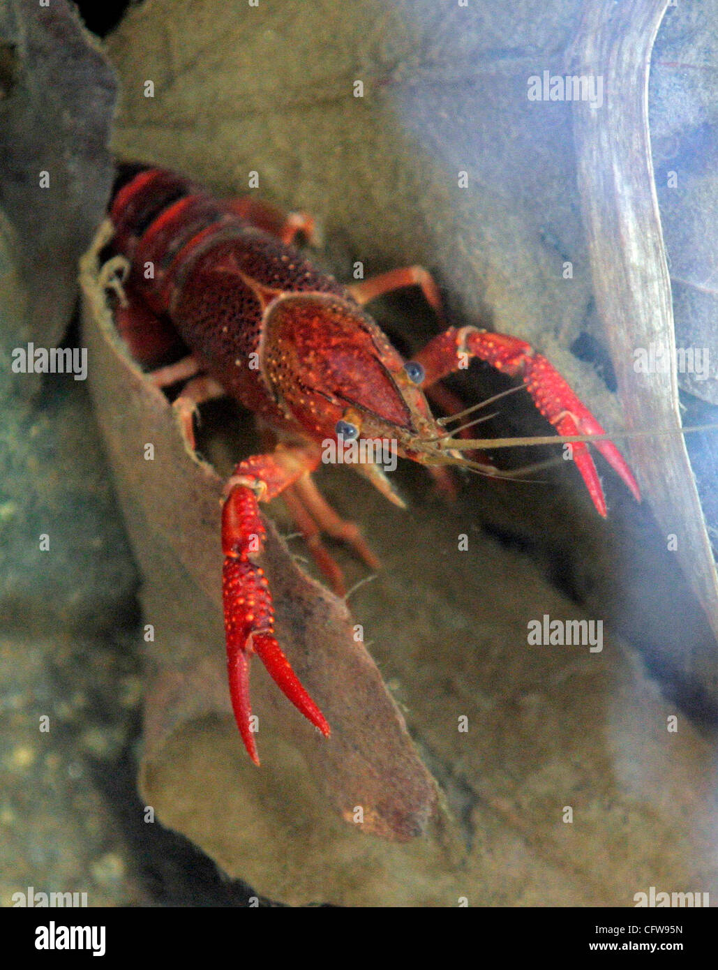 February 12th, 2007, Escondido, California, USA. A crayfish sits on a ...