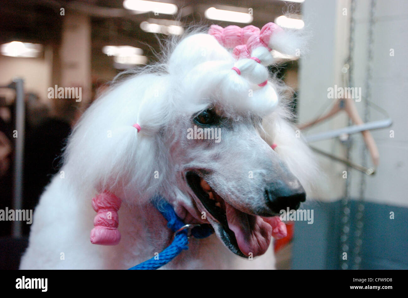 Mary Ward grooms Remy, 2 1/2 yrs. old, a standard poodle backstage at ...
