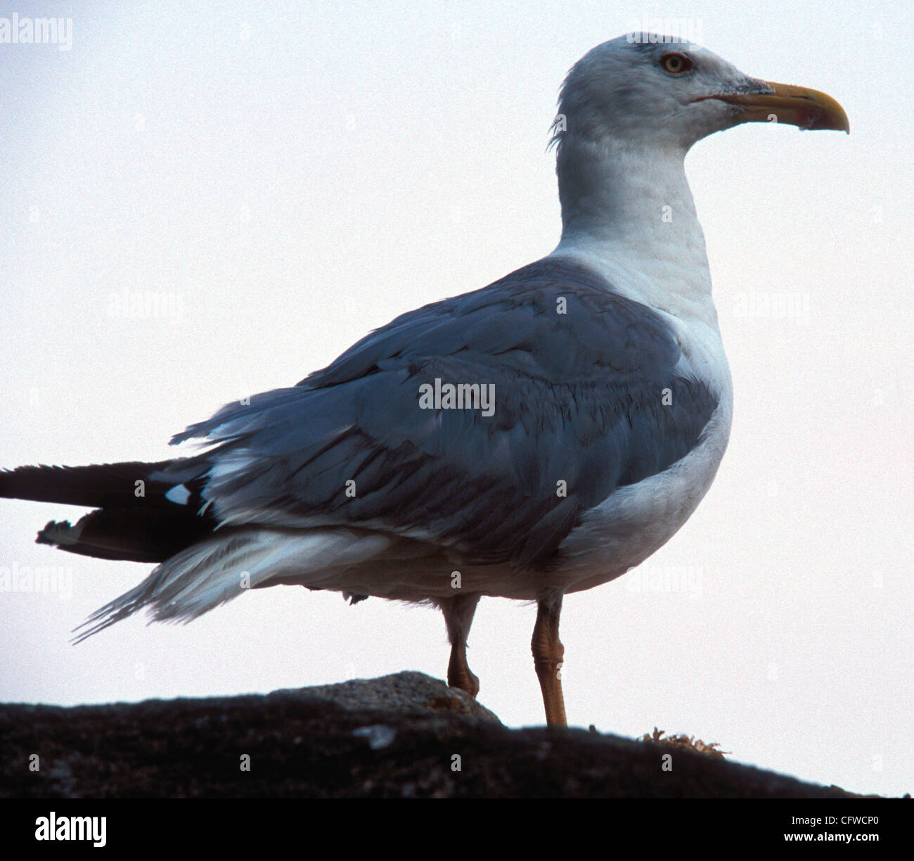 PARQUE NACIONAL DE LAS ISLAS ATLANTICAS. ISLAS CIES VISTA GENERAL DE ...