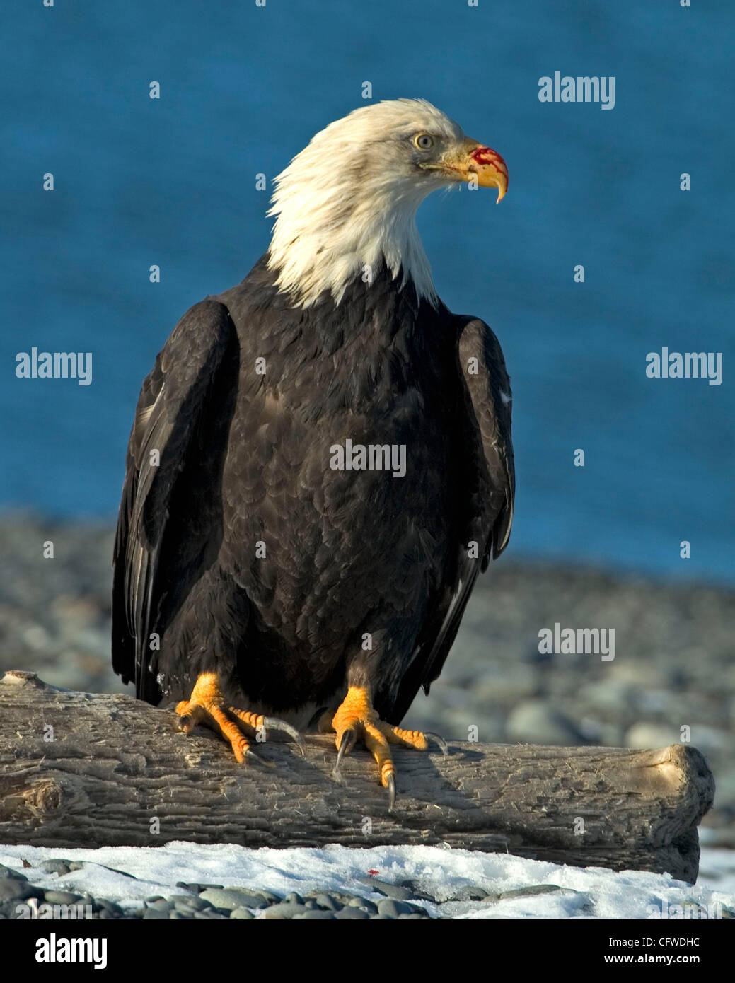 Feb 21 2007 Bald eagle bleeding on the beak from fighting for food at ...