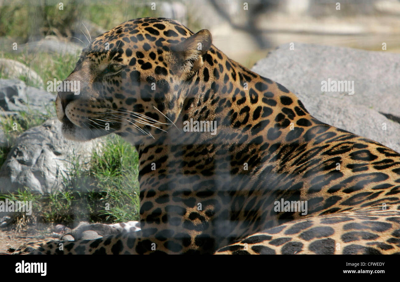 February 24, 2007, Tijuana, Baja California, Mexico A jaguar relaxes in ...
