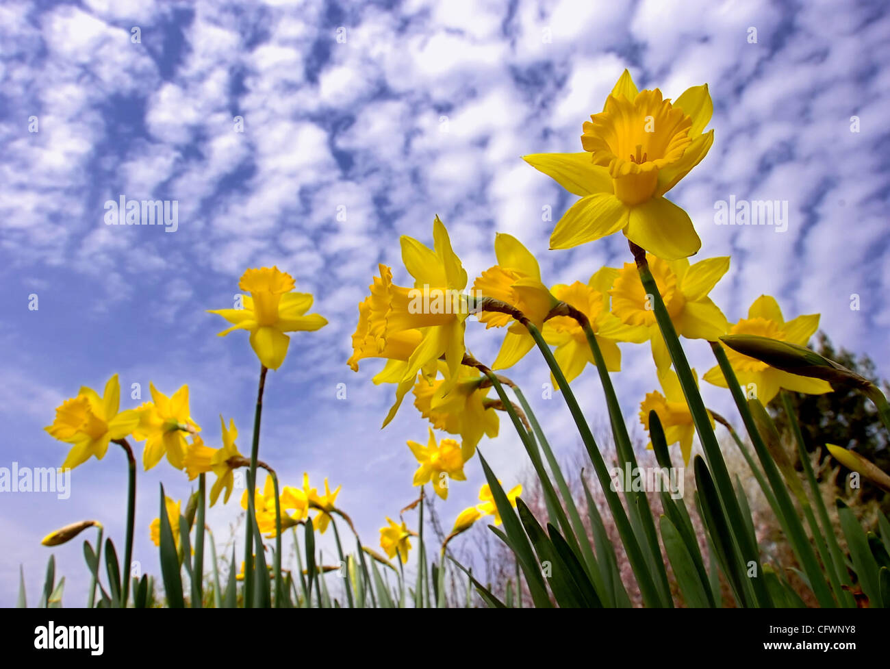 Daffodils are in bloom at Moraga Commons on Sunday, March 4, 2007 in ...