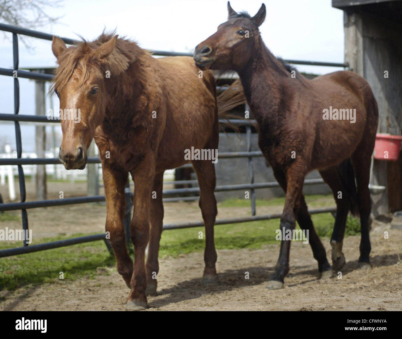 From left, Sequoia, a solid sorrel filly, and Ehawee, a medium bay ...