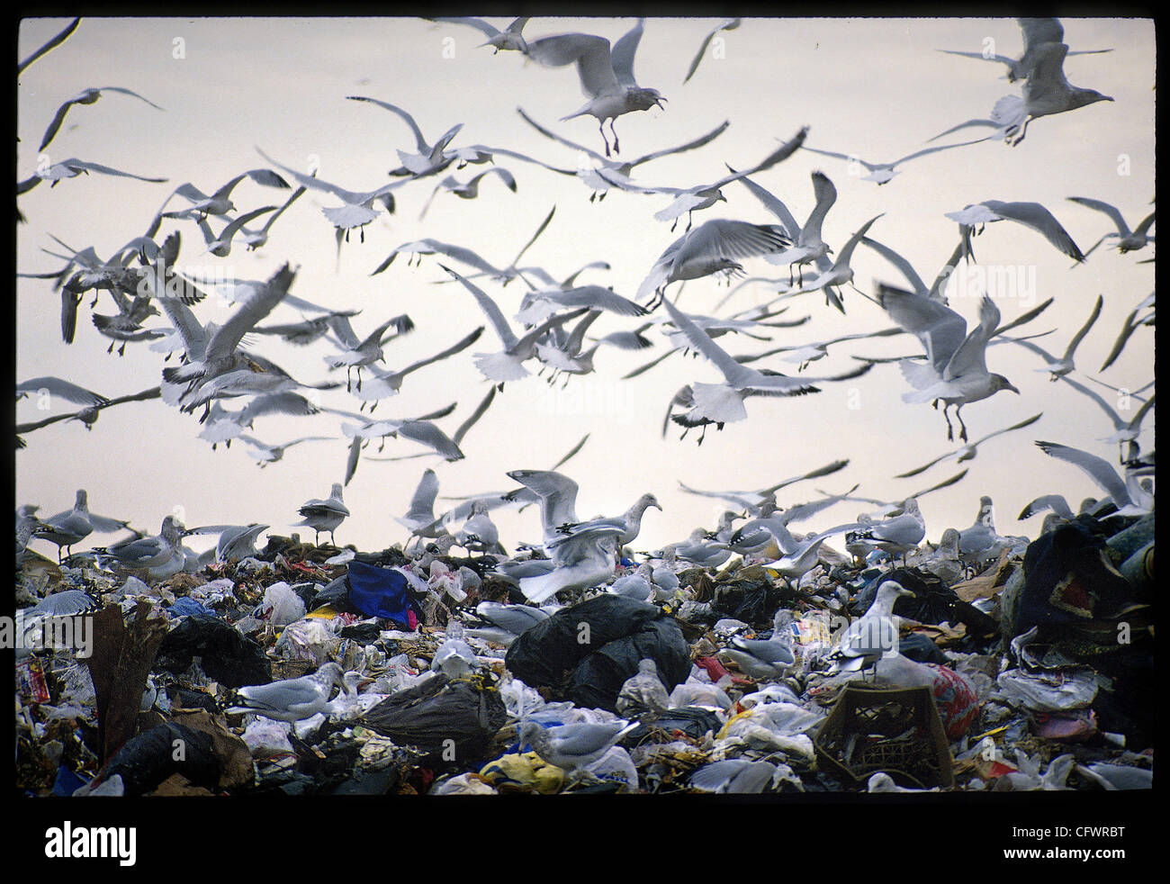 Sea gulls at the Fresh Kills Landfill on Staten Island, the world's ...