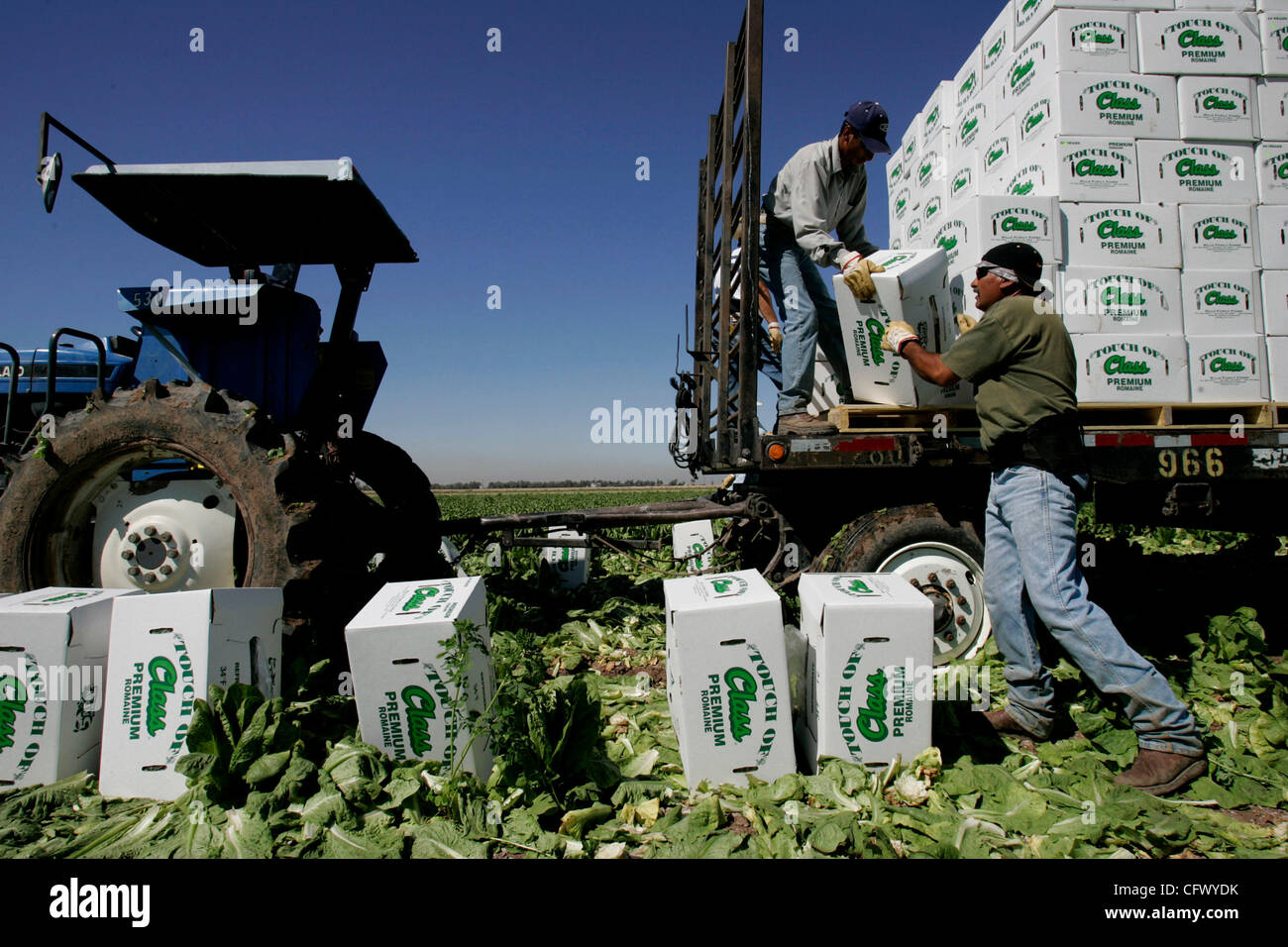 Lettuce heads box hi-res stock photography and images - Alamy
