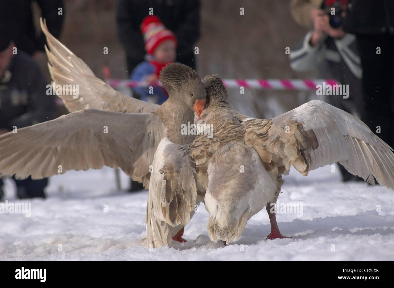 Traditional geese fighting in the town of Pavlovo of Nizhni Novgorod ...