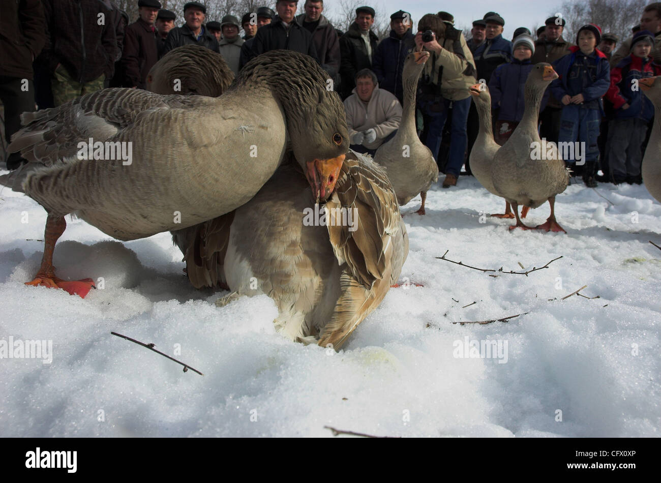 Traditional geese fighting in the town of Pavlovo of Nizhni Novgorod ...