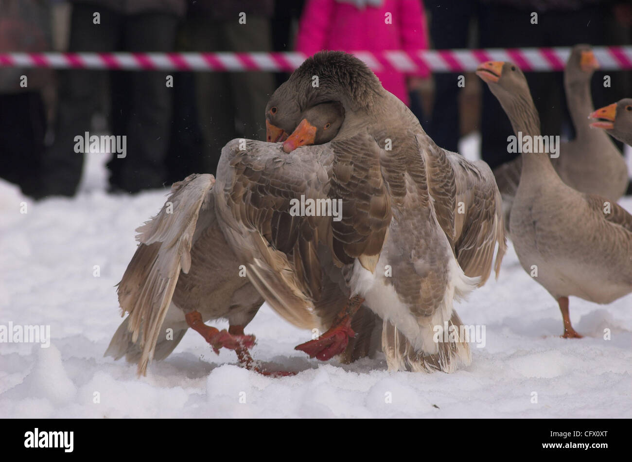 Traditional geese fighting in the town of Pavlovo of Nizhni Novgorod ...