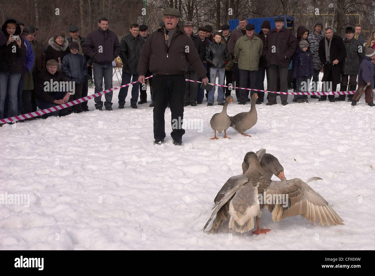 Traditional geese fighting in the town of Pavlovo of Nizhni Novgorod ...