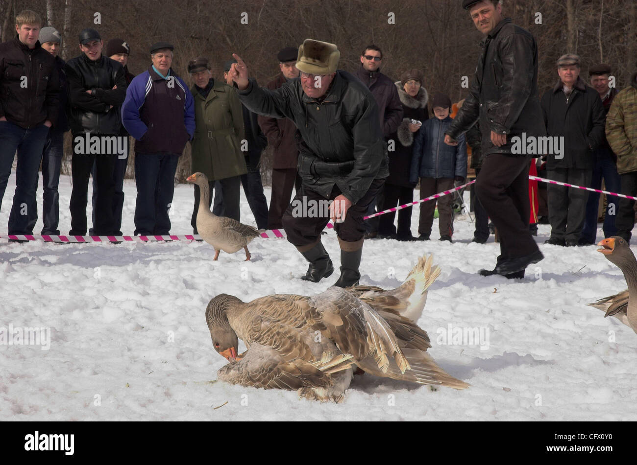 Traditional geese fighting in the town of Pavlovo of Nizhni Novgorod ...